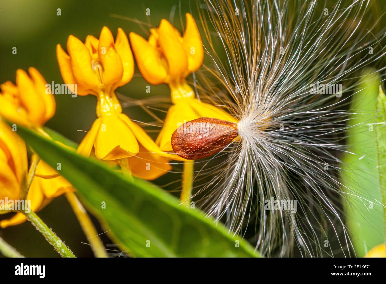 A dispersal vector is an agent of biological dispersal that moves a ...