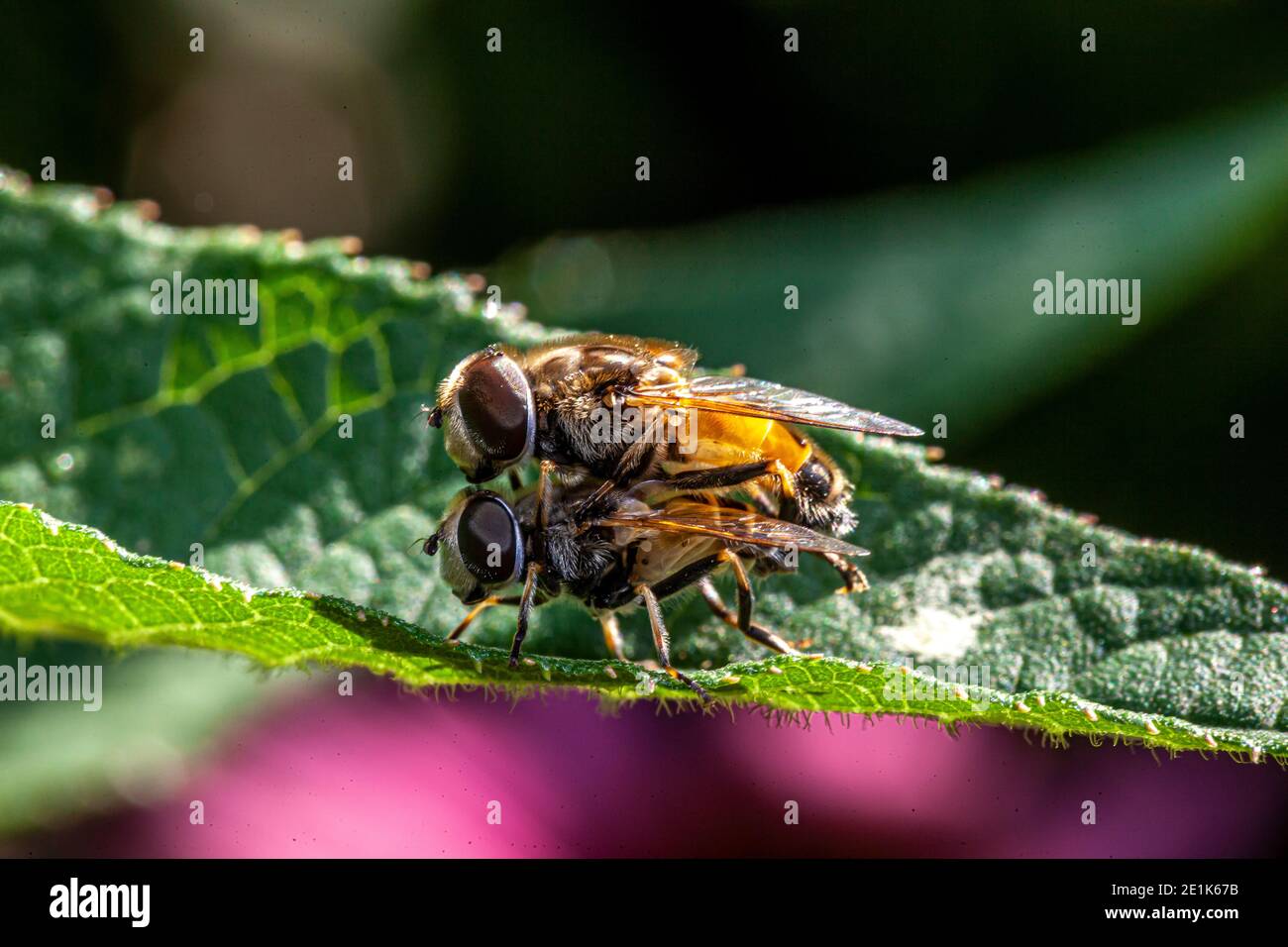 Syrphidaefly hi-res stock photography and images - Alamy