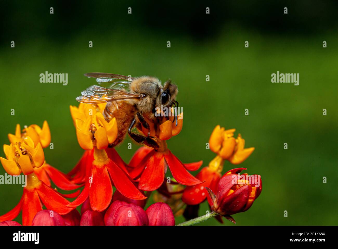 bumblebee, bumble bee, genus Bombus, part of Apidae, one of the bee ...