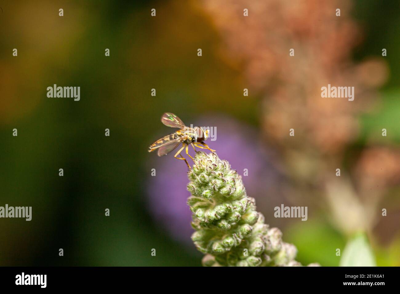 Syrphidaefly hi-res stock photography and images - Alamy