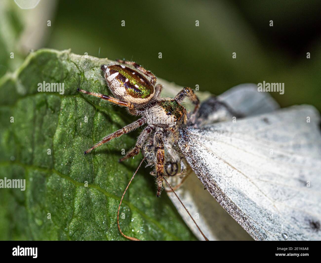 Jumping spiders or the Salticidae are a family of spiders Stock Photo ...