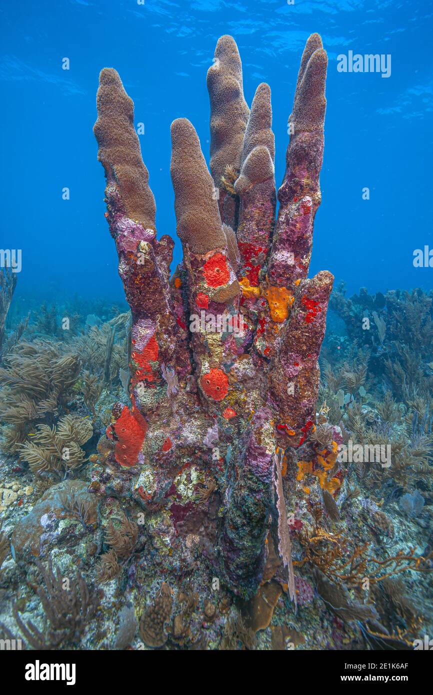 Pillar coral,Dendrogyra cylindrus,is a hard coral order Scleractinia ...