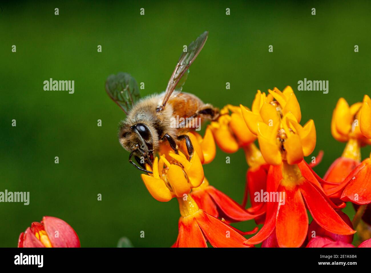 bumblebee, bumble bee, genus Bombus, part of Apidae, one of the bee ...
