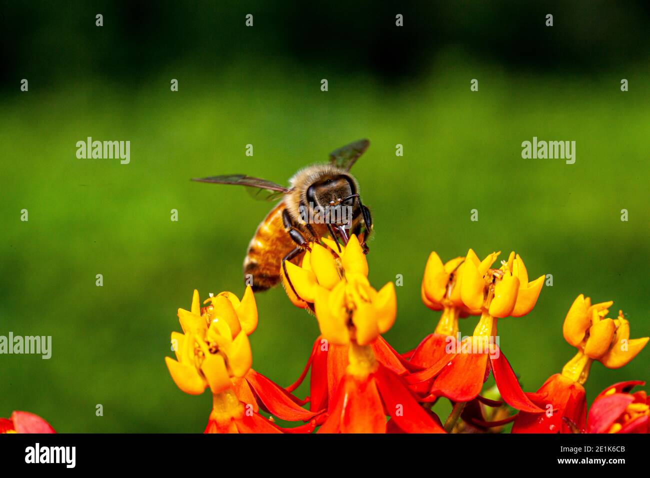 bumblebee, bumble bee, genus Bombus, part of Apidae, one of the bee ...