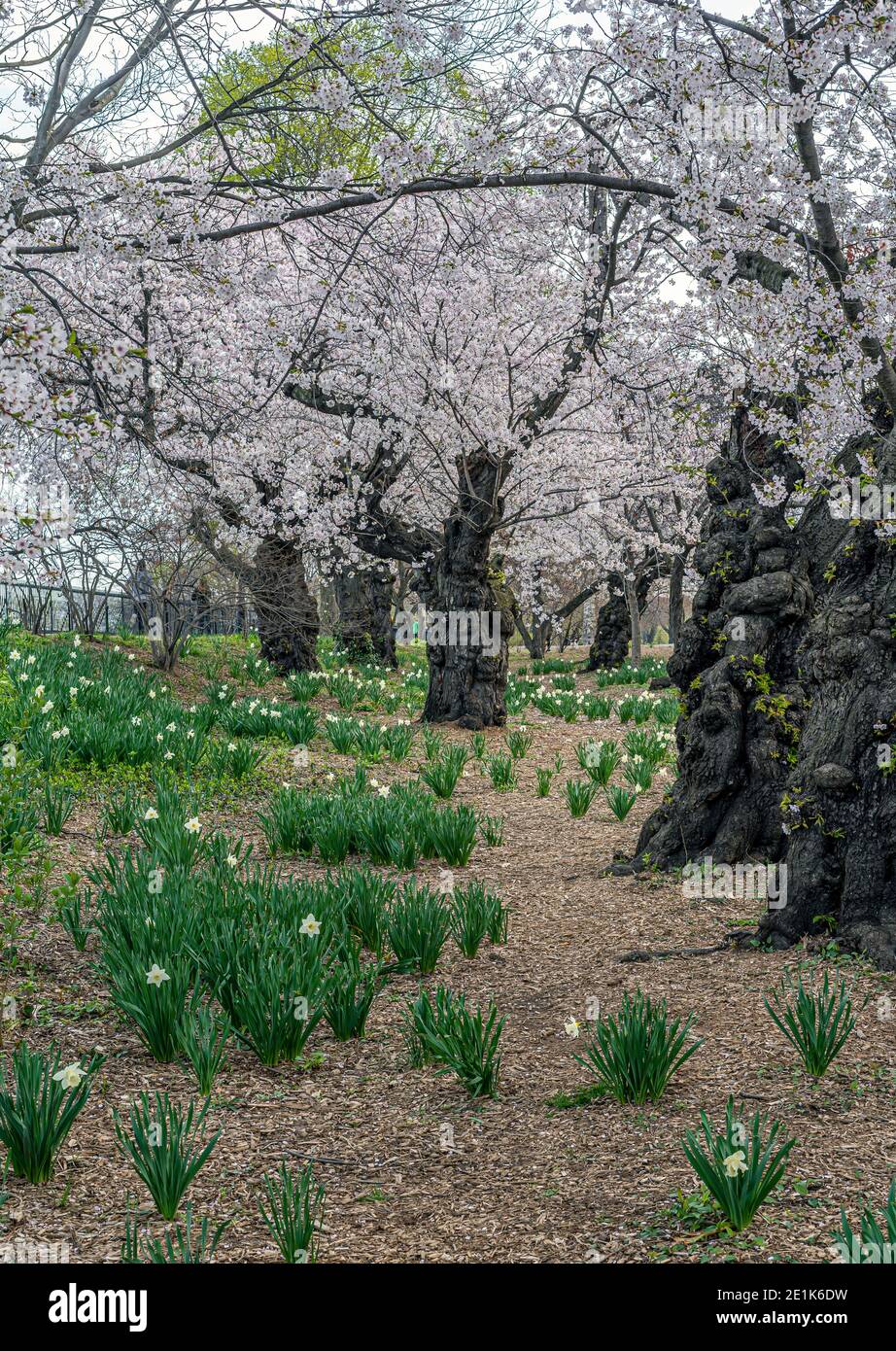 Spring in Central Park, New York City Stock Photo - Alamy