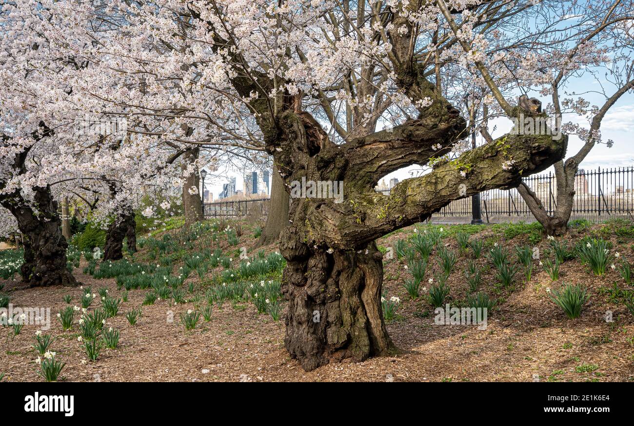 Spring in Central Park, New York City Stock Photo - Alamy