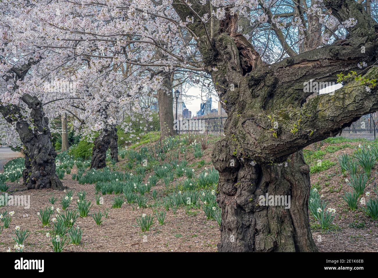 Spring in Central Park, New York City Stock Photo - Alamy