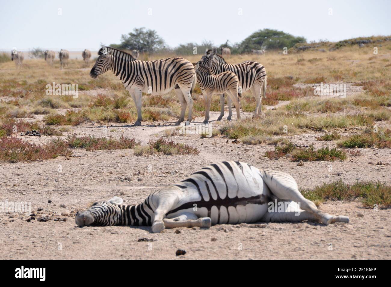 Tired zebra hi-res stock photography and images - Alamy