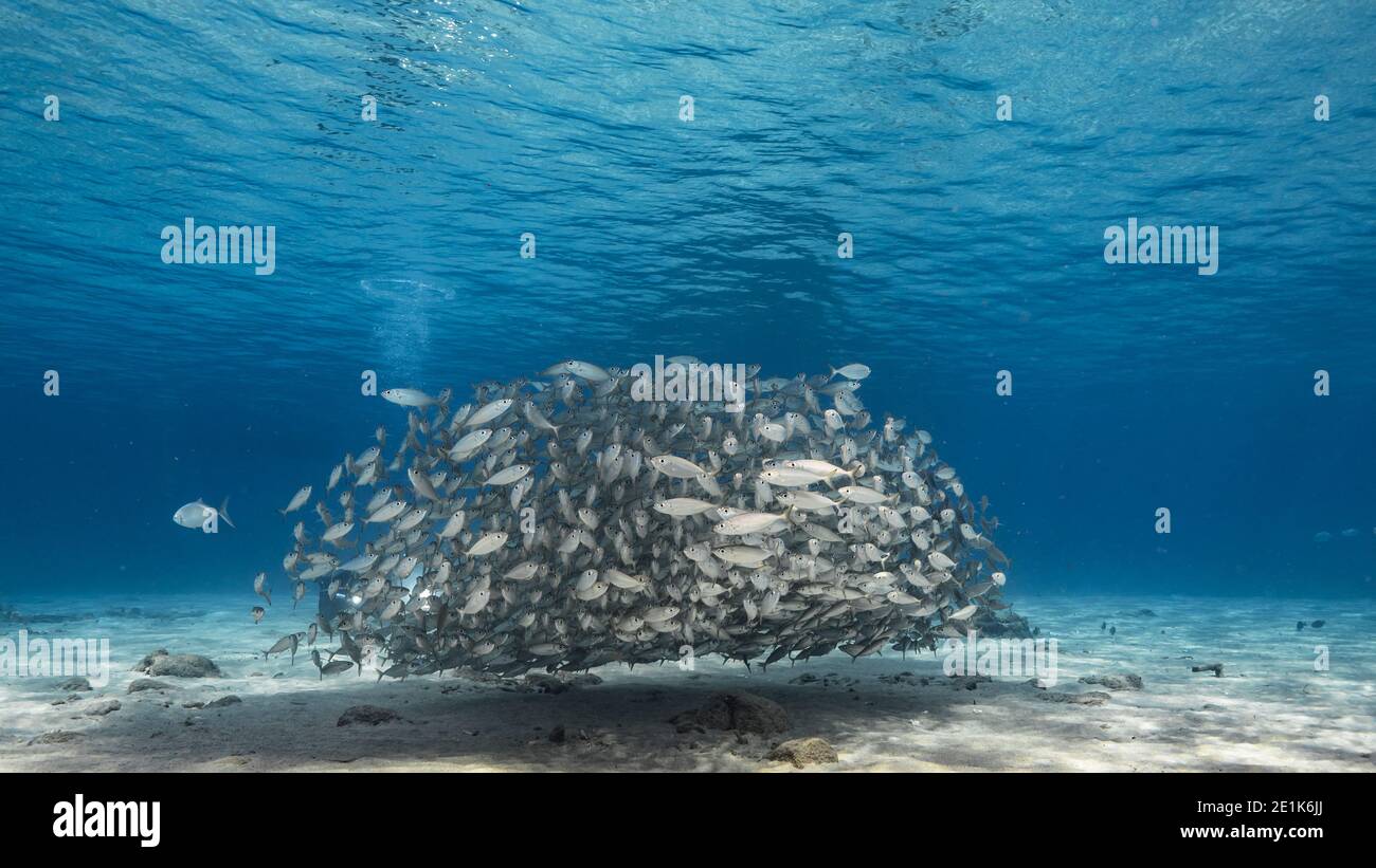 Bait ball, school of fish in shallow water of coral reef in Caribbean ...