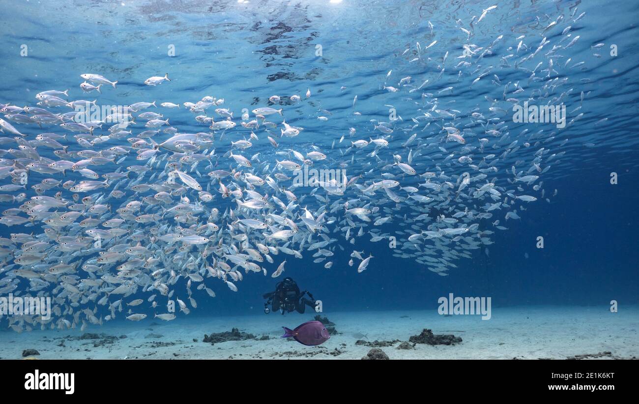 Shallow sea fish caribbean hi-res stock photography and images - Alamy