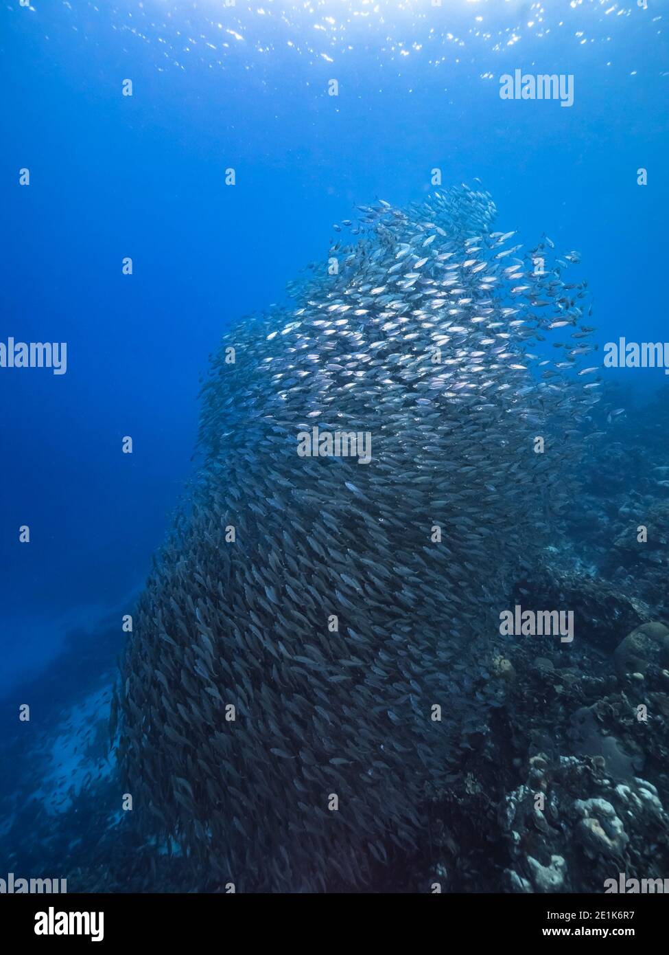 Ball fish hi-res stock photography and images - Alamy