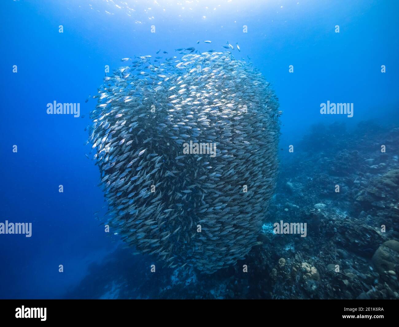 Ball fish hi-res stock photography and images - Alamy