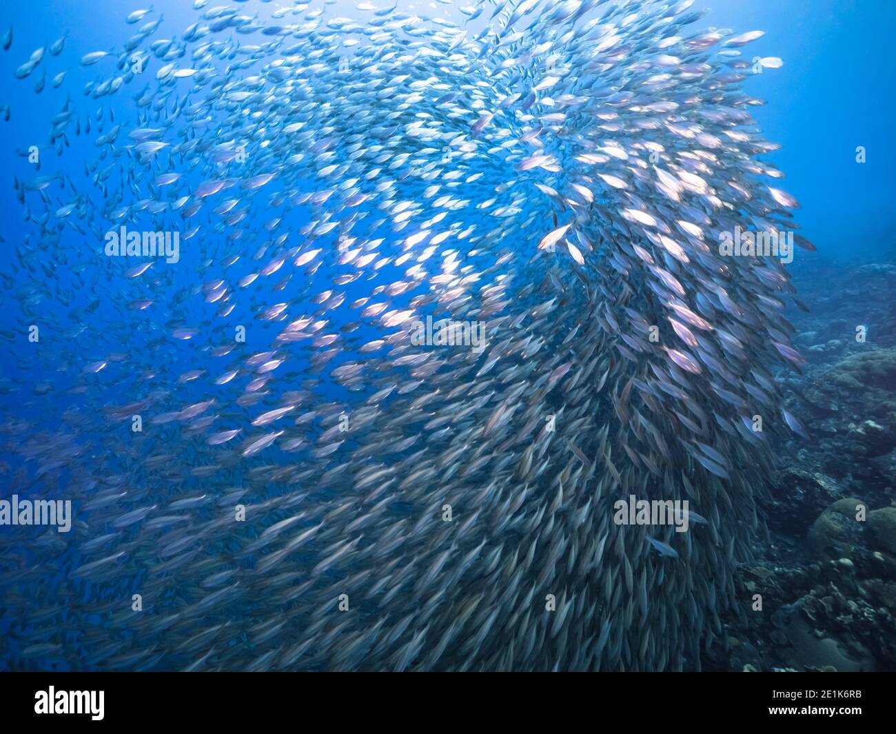 Bait ball, school of fish in turquoise water of coral reef in Caribbean ...