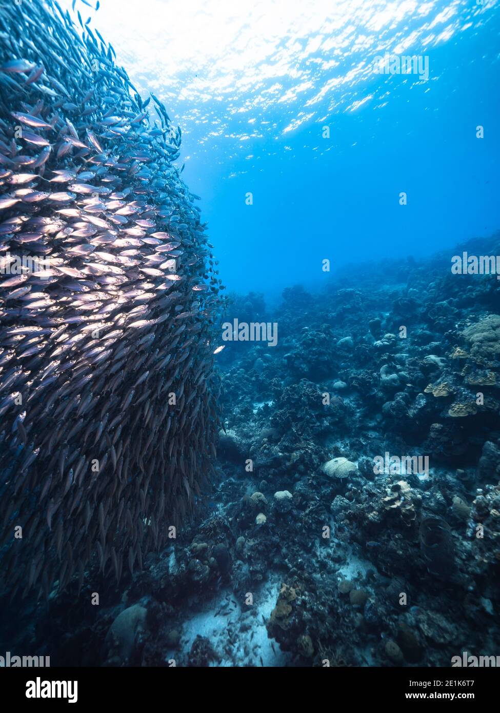 Bait ball, school of fish in turquoise water of coral reef in Caribbean ...