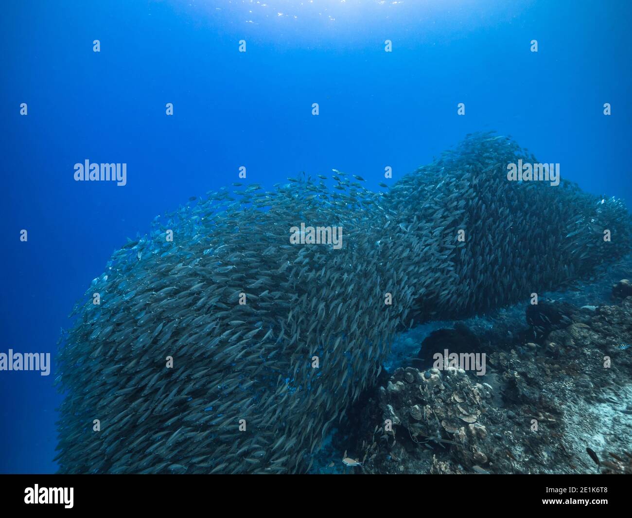 Bait ball, school of fish in turquoise water of coral reef in Caribbean ...
