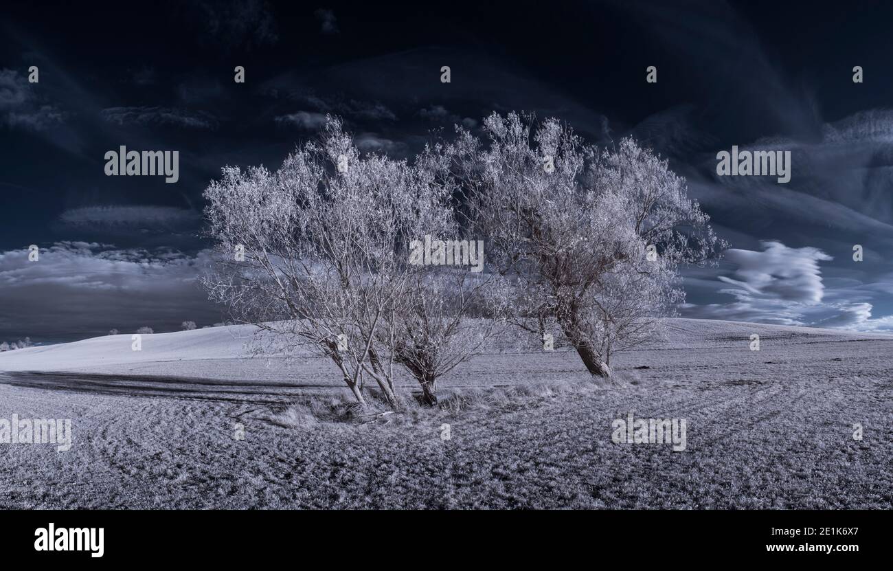 infrared photography - ir photo of landscape with tree under sky with ...