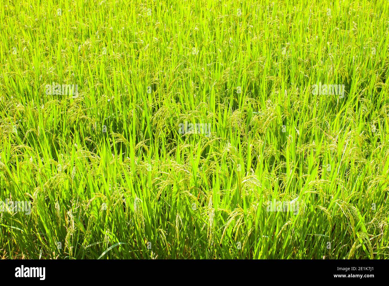 Rice field farm green and yellow color under cloudy sky Stock Photo - Alamy