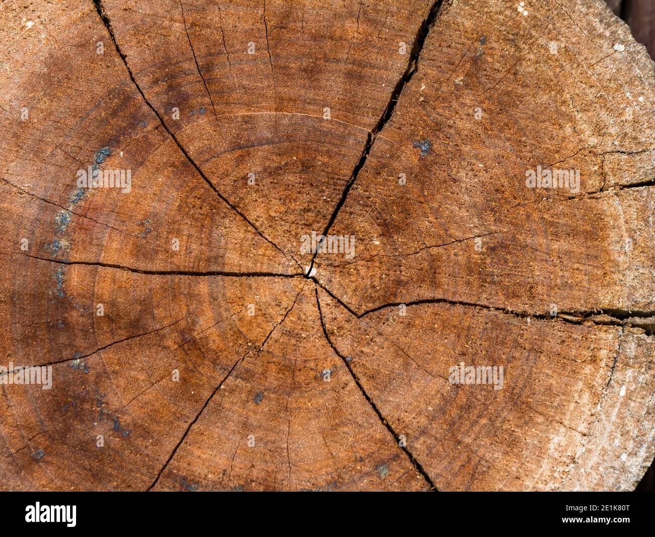 Closeup nature surface texture style of wooden Stock Photo - Alamy