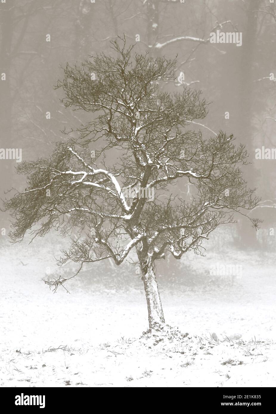 `Hoar frost,Frosted tree and woodland Broadway Woods Cotswolds ...