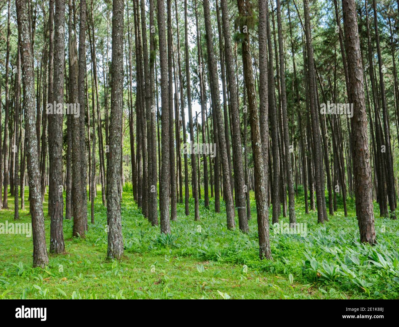 Tall of tree in wood forest on green grass Stock Photo - Alamy