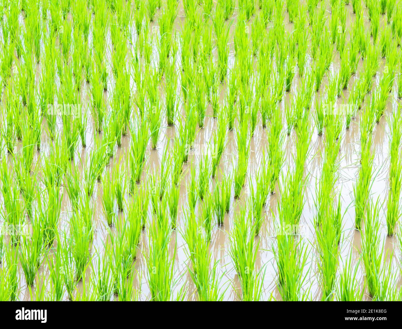 green grass of rice terrace in farm Stock Photo - Alamy