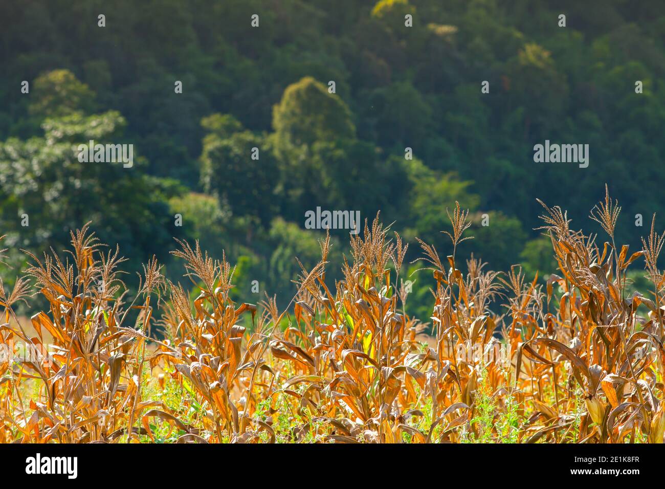 Corn farm in front of landscape view green mountain Stock Photo - Alamy