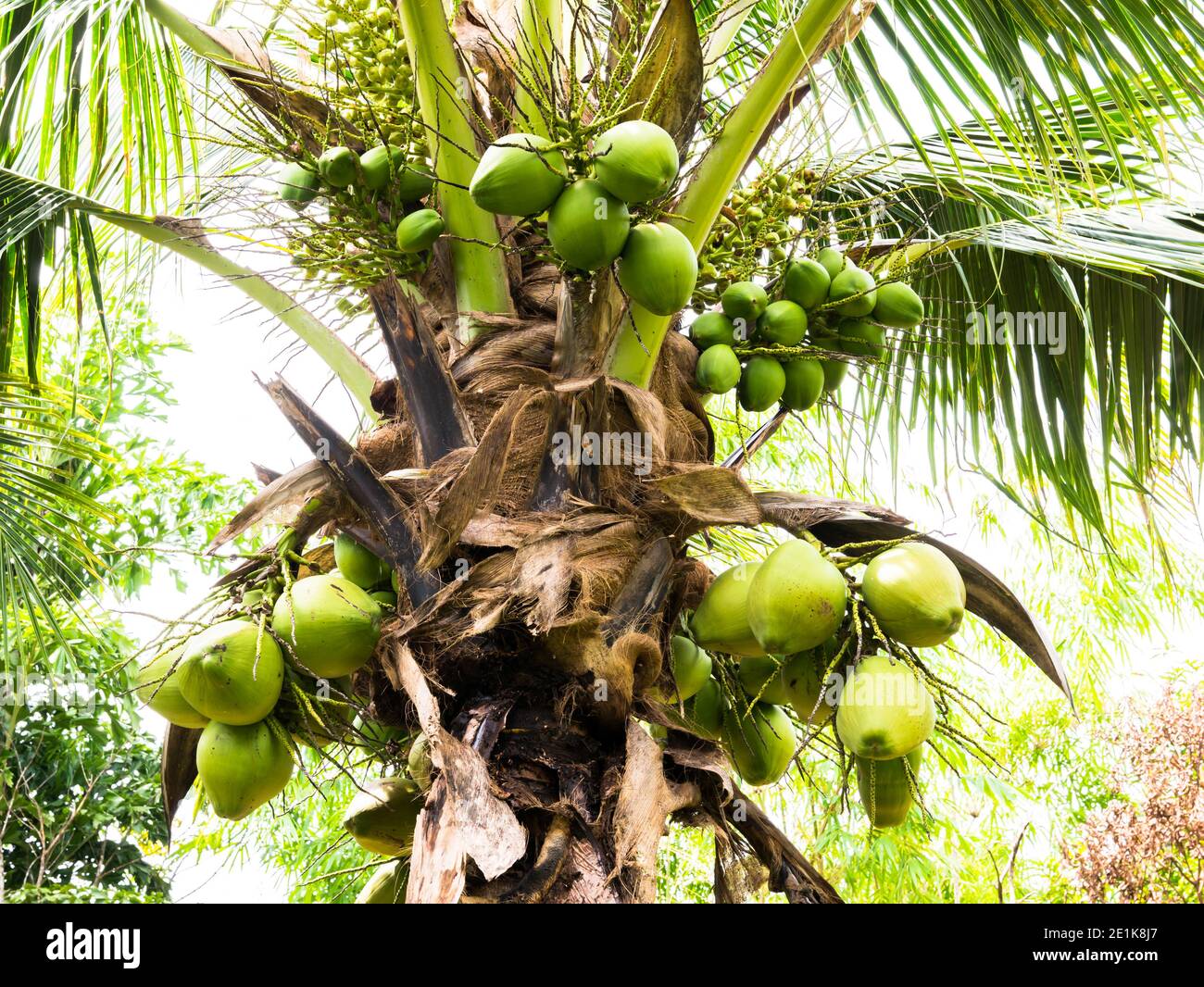 Coconut palm tree in farm Stock Photo - Alamy