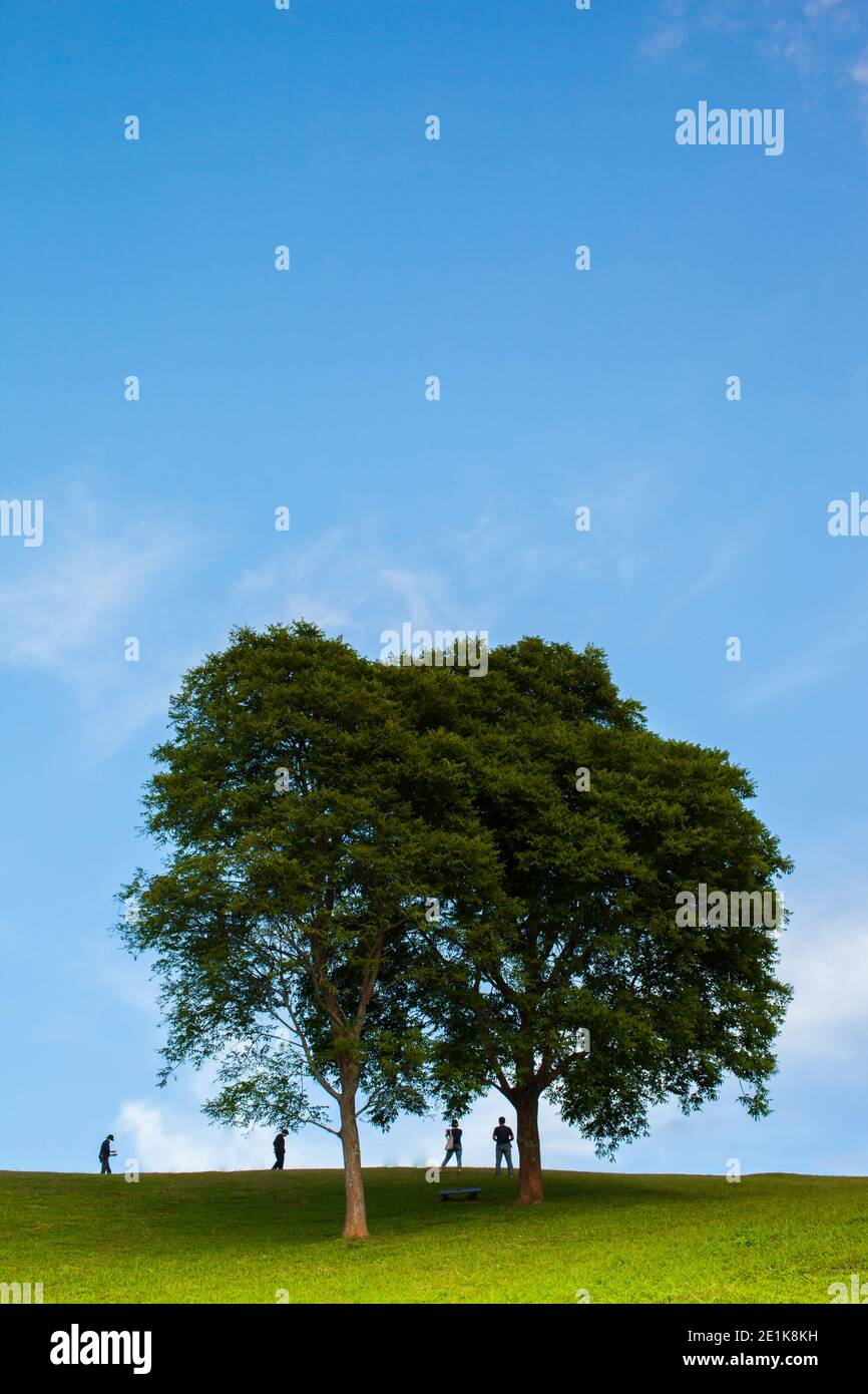 tree on top of mountain with cloudy sky Stock Photo - Alamy