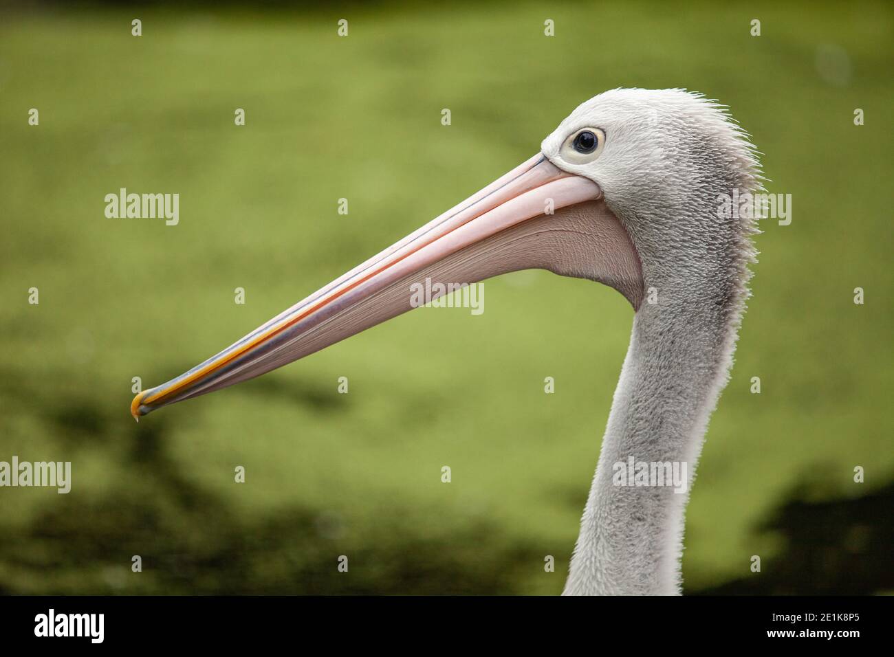 Close-up portrait of an old pelican with a blurred background Stock ...
