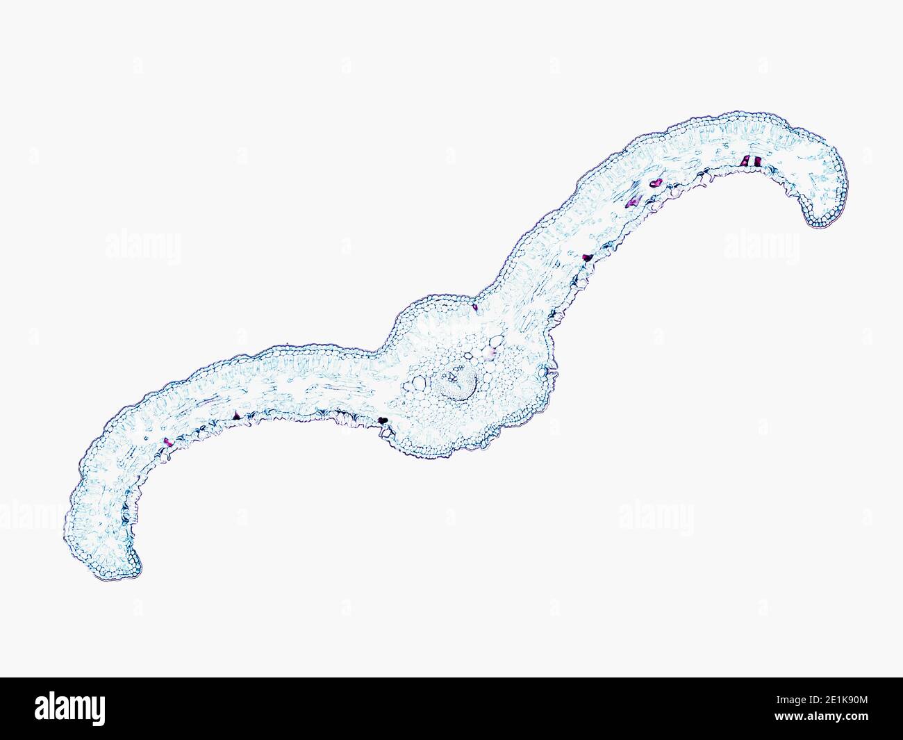 cross section cut under the microscope – microscopic view of plant ...