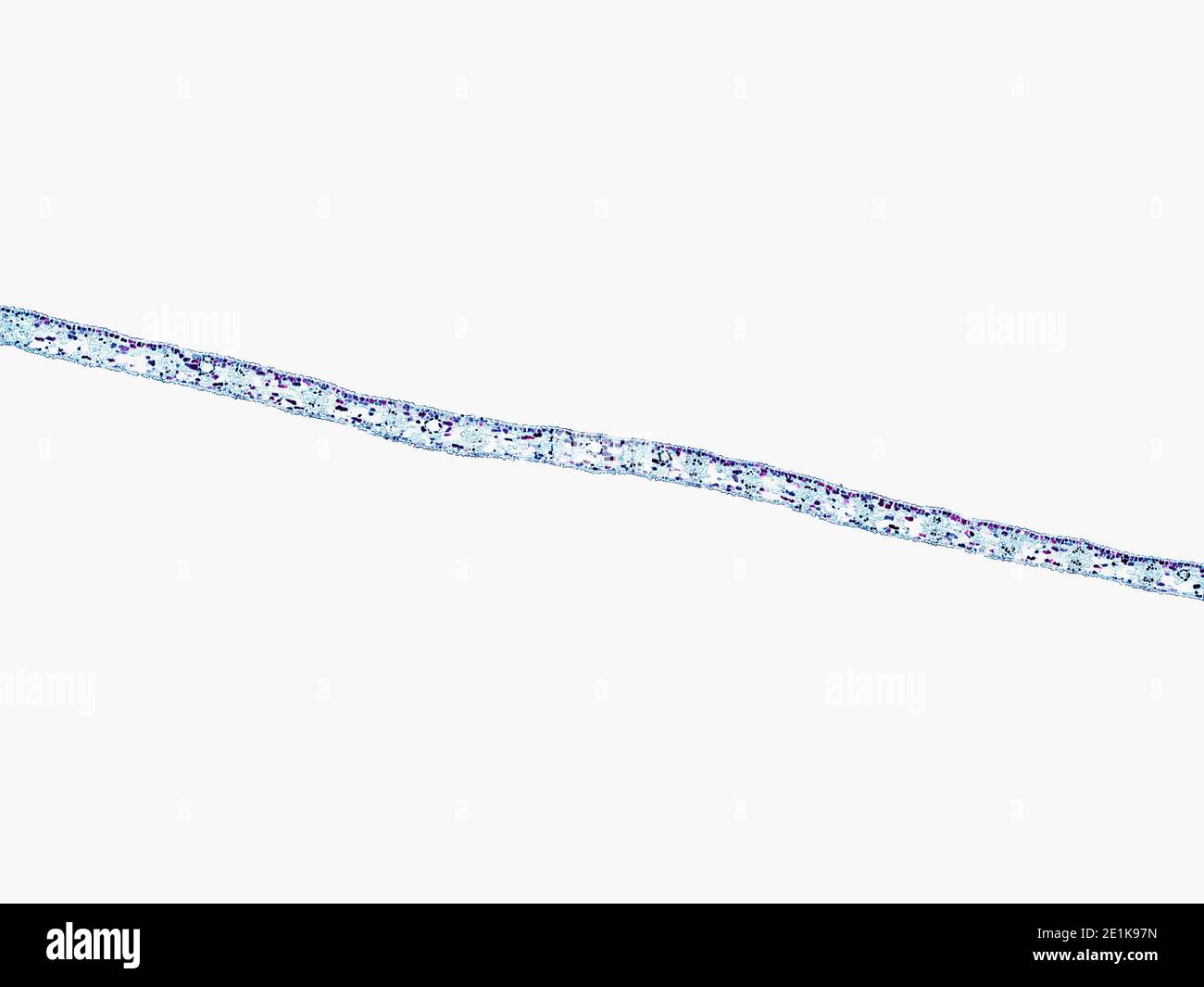 cross section cut under the microscope – microscopic view of plant ...