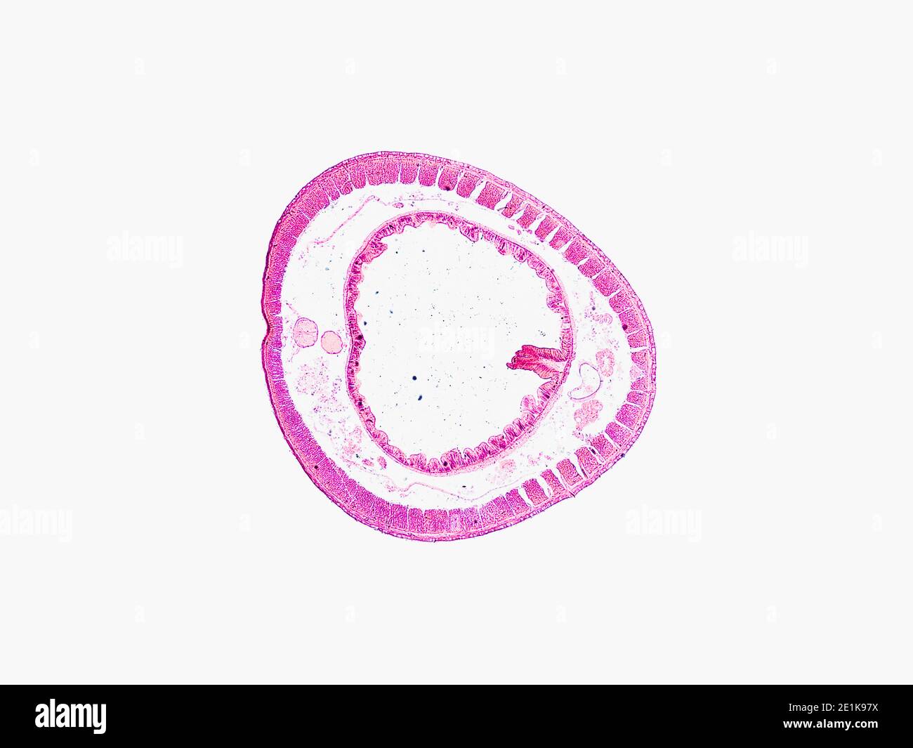 cross section cut of human body cells under a scientific microscope ...