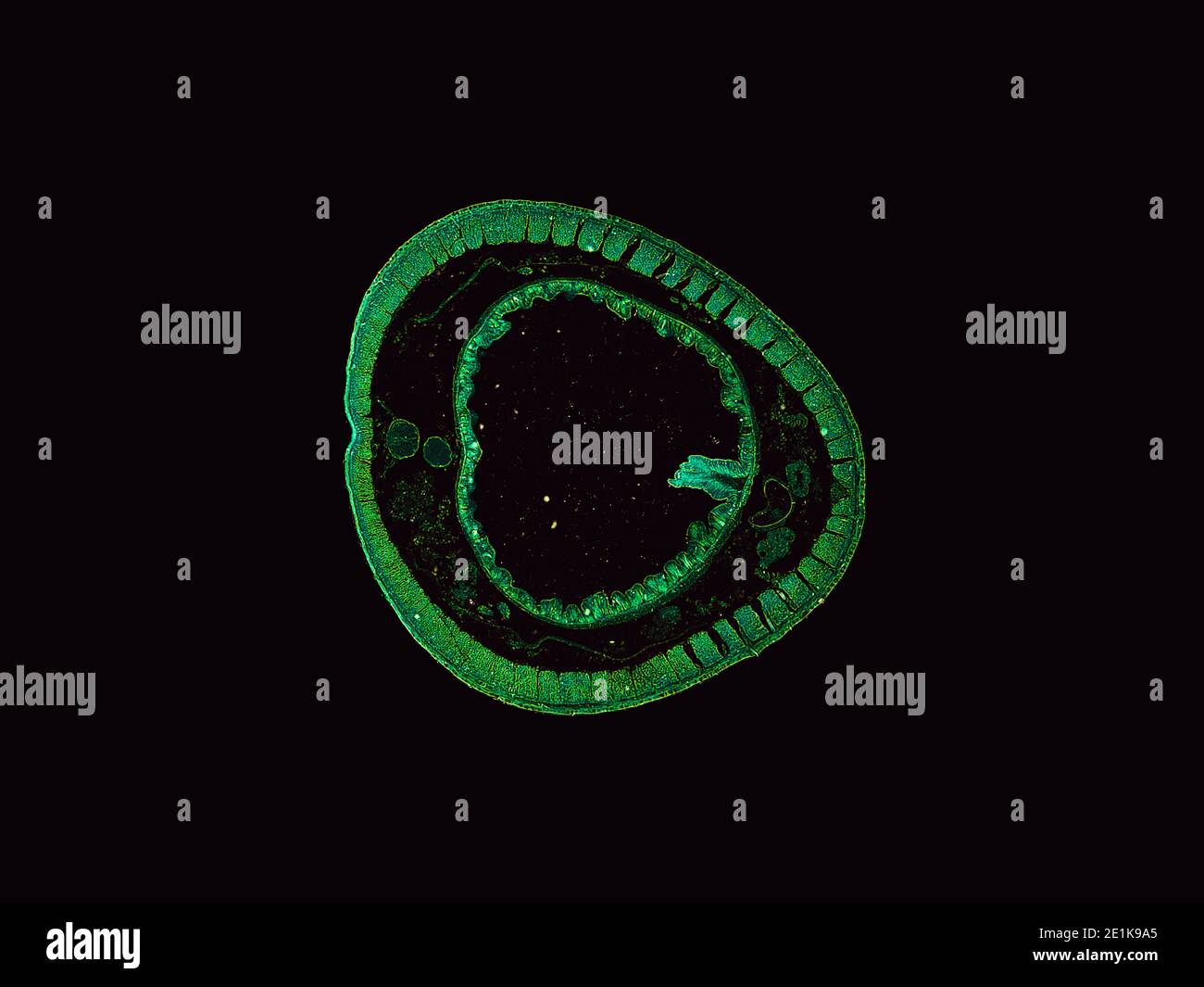 cross section cut under the microscope – microscopic view of plant ...