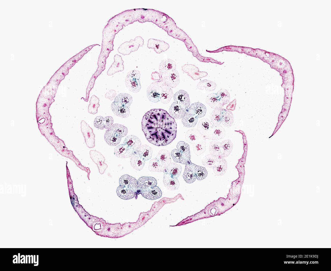 cross section cut under the microscope – microscopic view of plant ...
