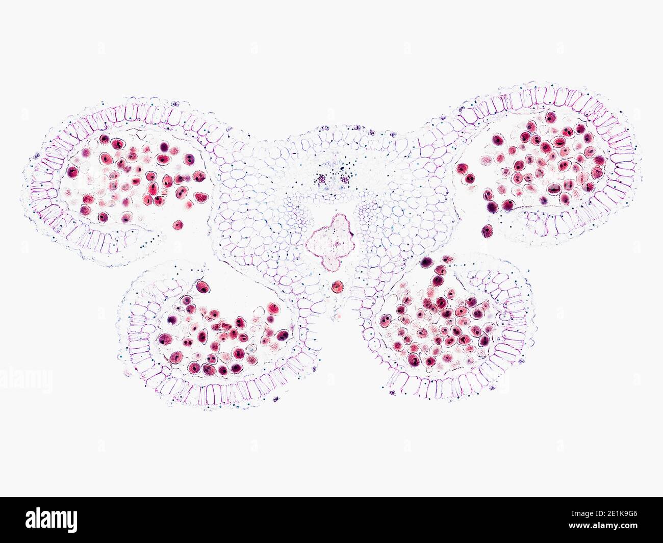 cross section cut under the microscope – microscopic view of plant ...