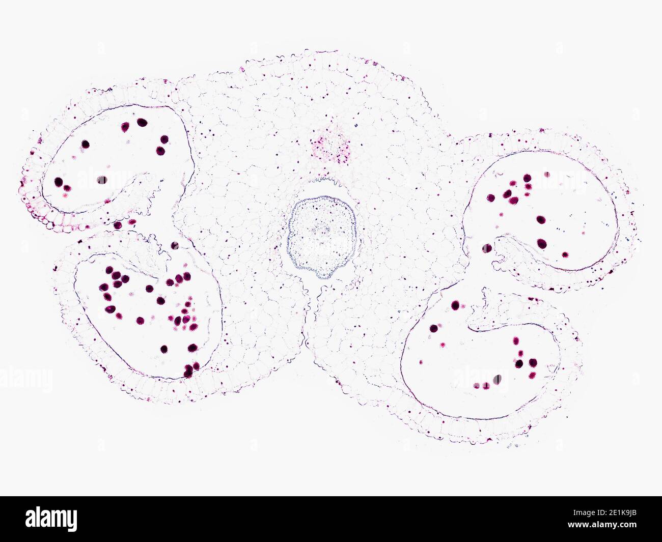 cross section cut under the microscope – microscopic view of plant ...