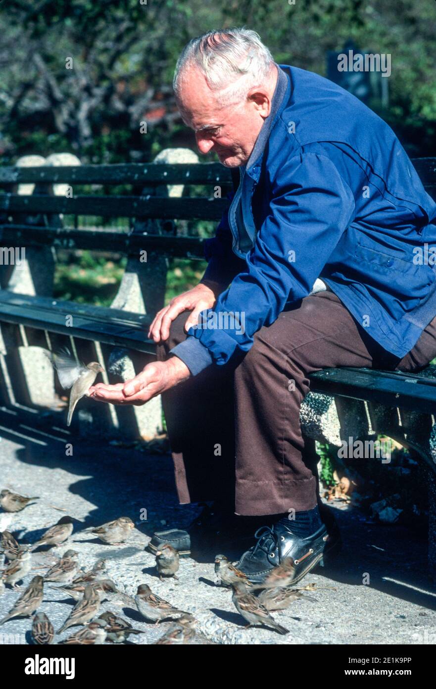 Pensioner feeds the birds in Battery Park, New York City, USA 1980s ...