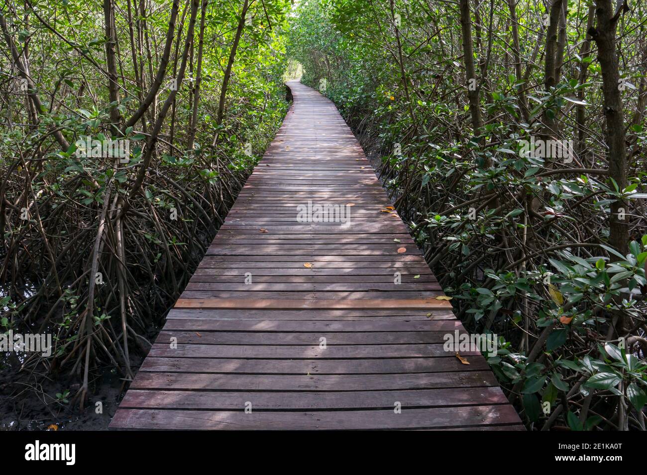 walk way across mangrove forest Stock Photo - Alamy