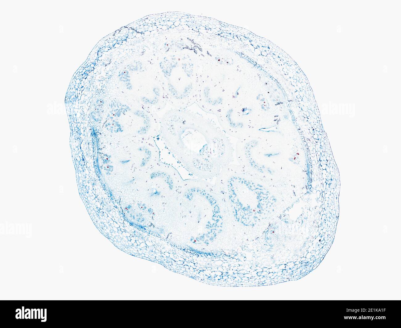 cross section cut under the microscope – microscopic view of plant ...
