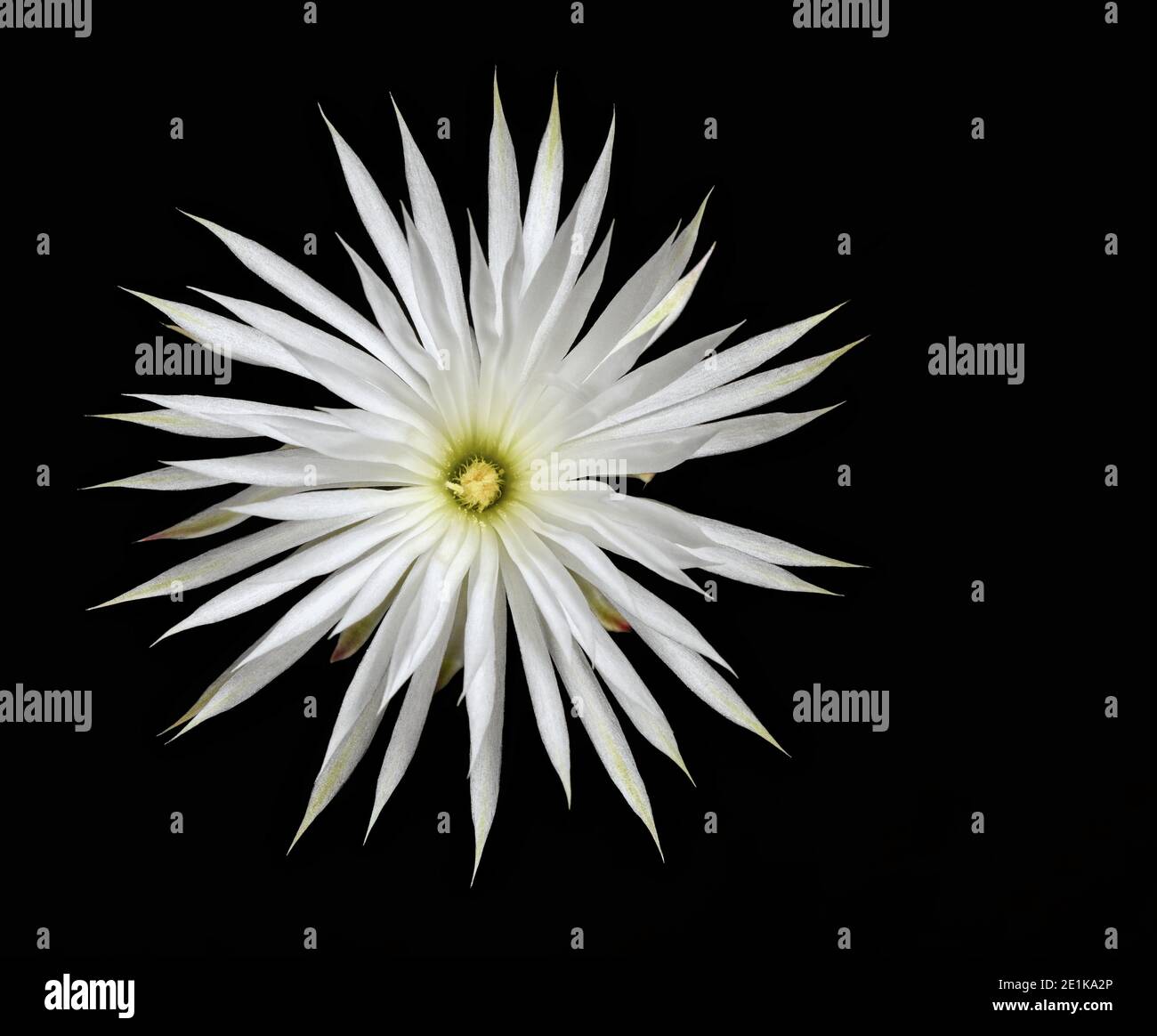 white flower of cactus Echinopsis mirabilis on black background Stock ...