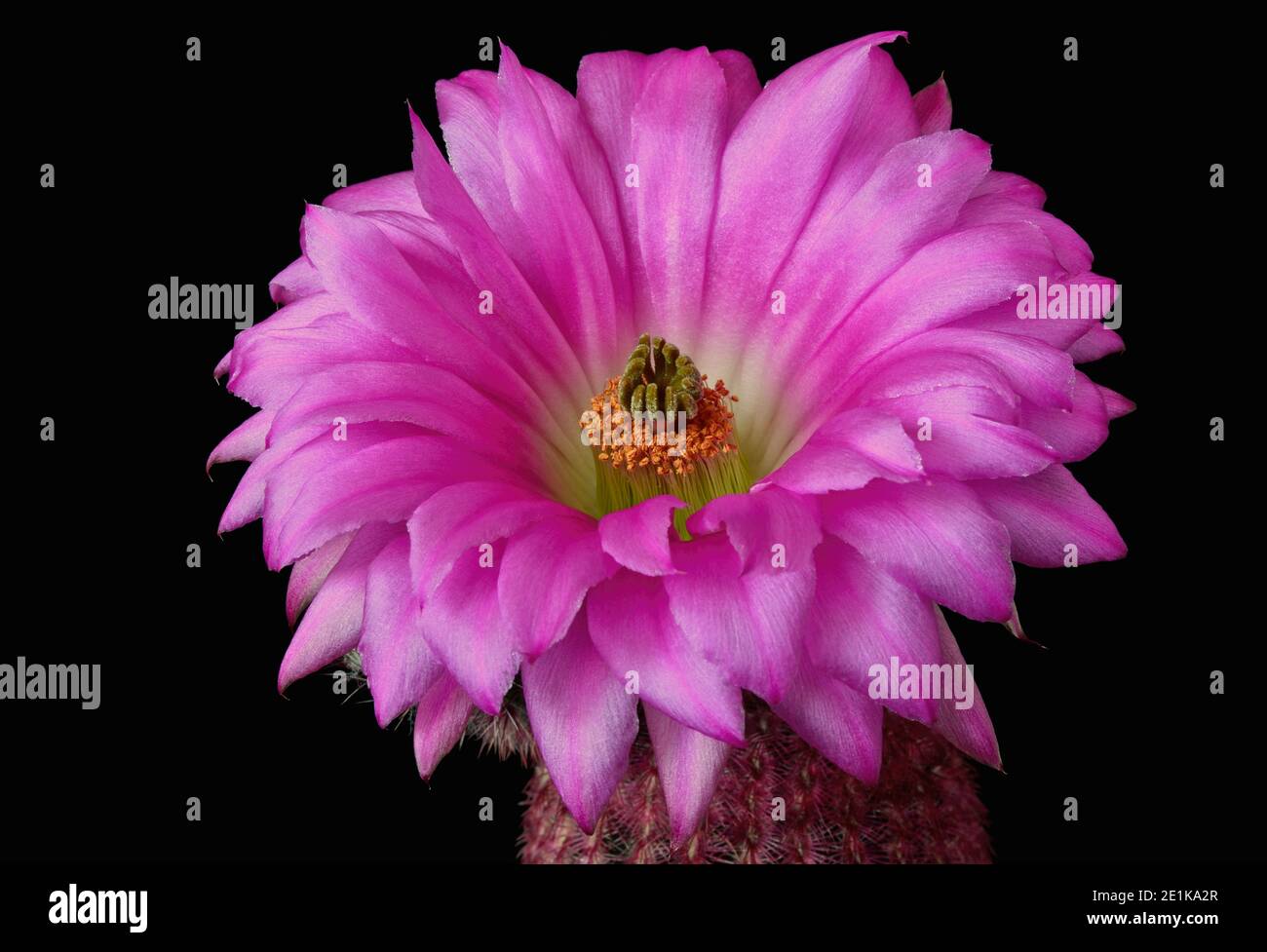 magenta red flower of cactus Echinocereus rigidissimus on black ...