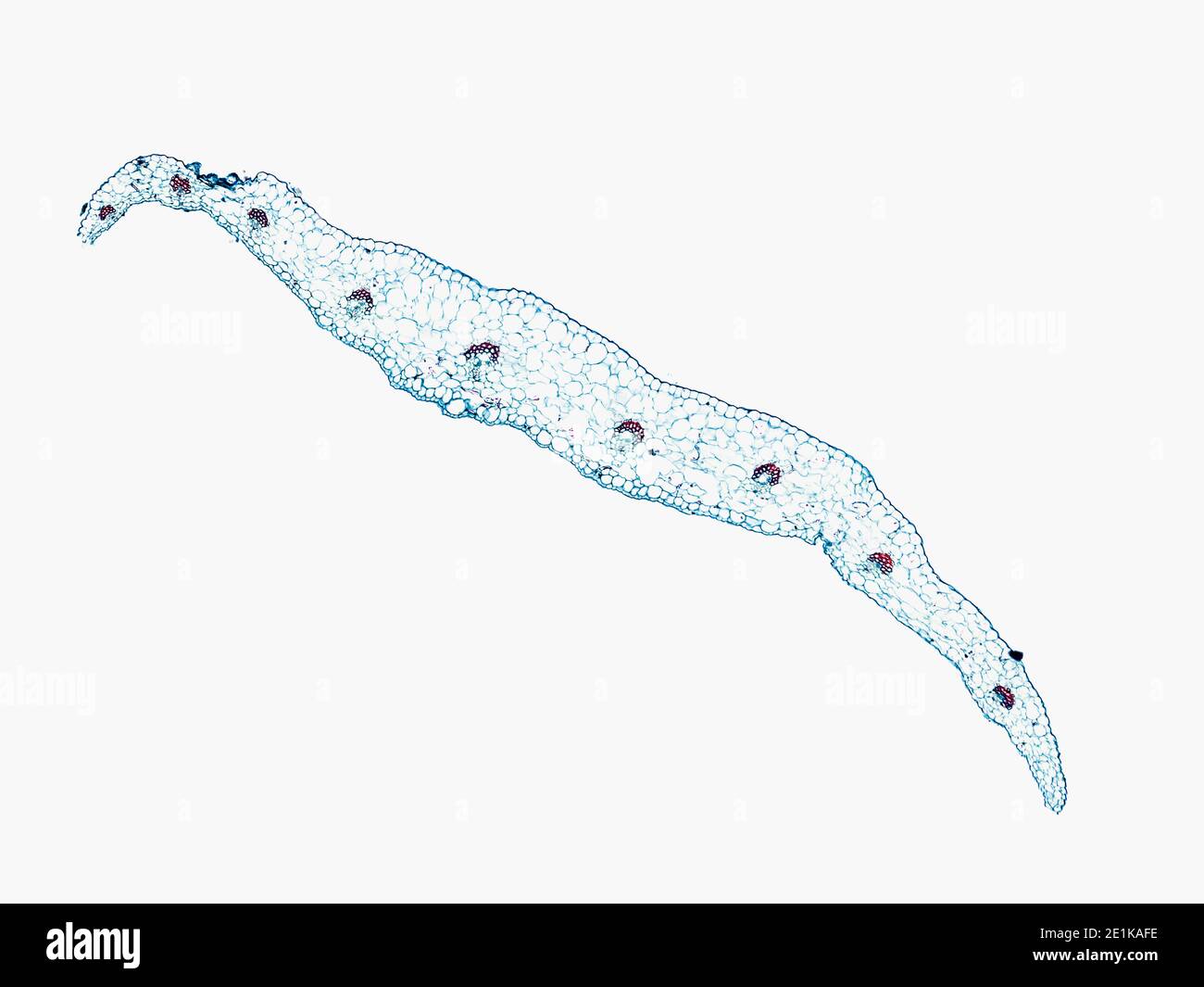 cross section cut under the microscope – microscopic view of plant ...
