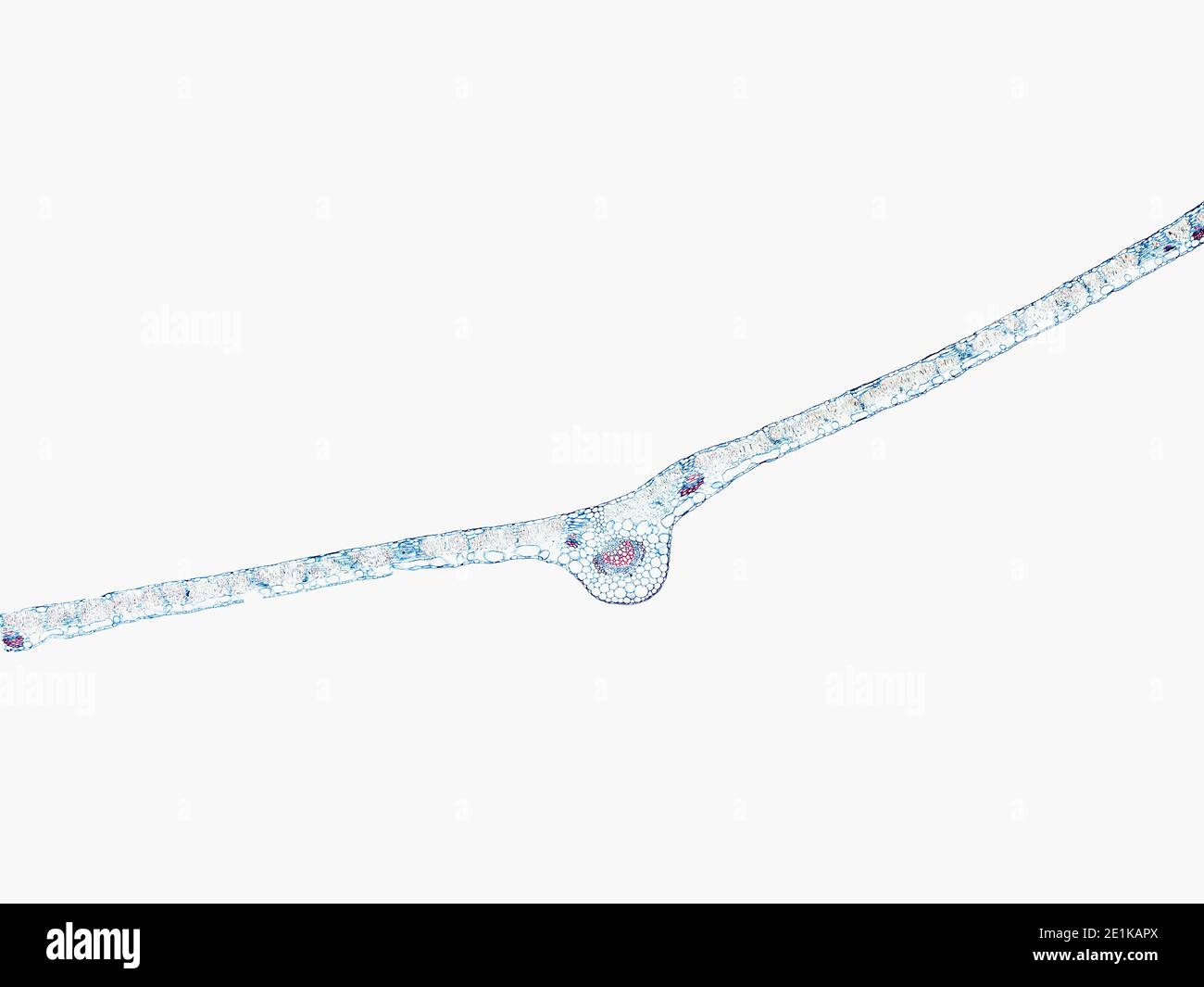 cross section cut under the microscope – microscopic view of plant ...