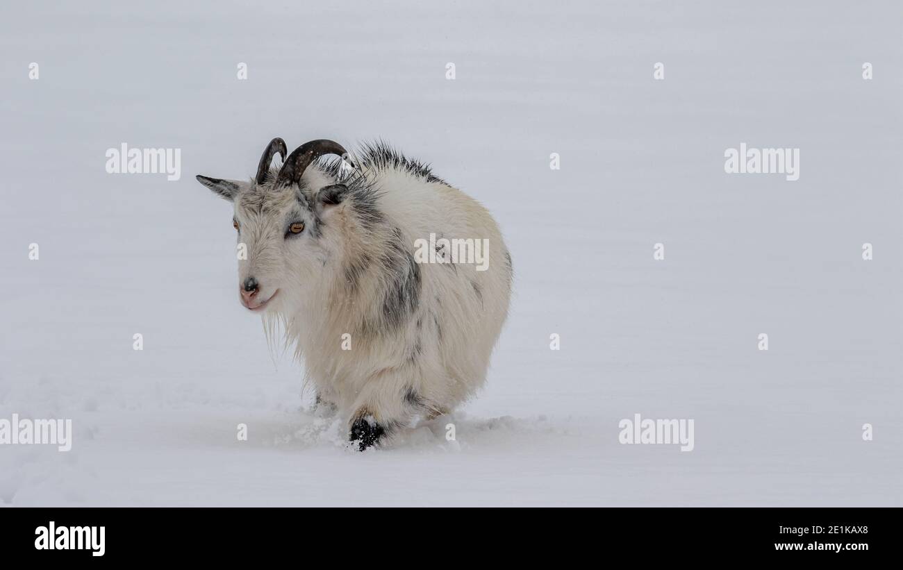 Zermatt goat hi-res stock photography and images - Alamy