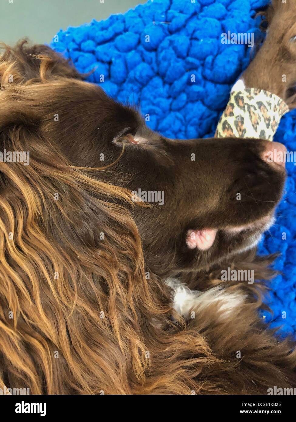 Brown cocker spaniel hi-res stock photography and images - Alamy