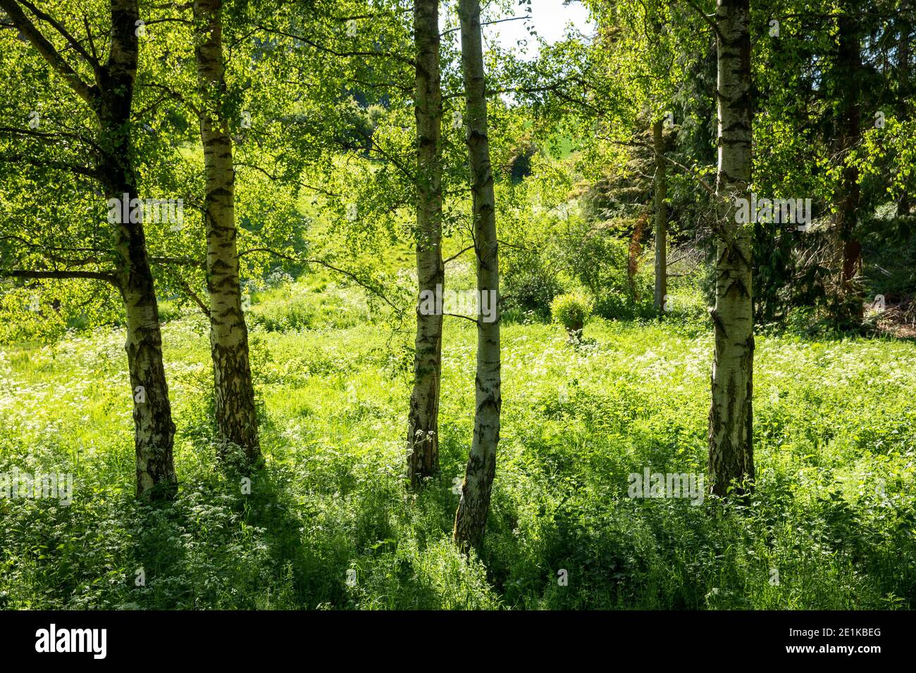 Sunlight through a copse of Silver Birch trees, Betula pendula, and cow ...