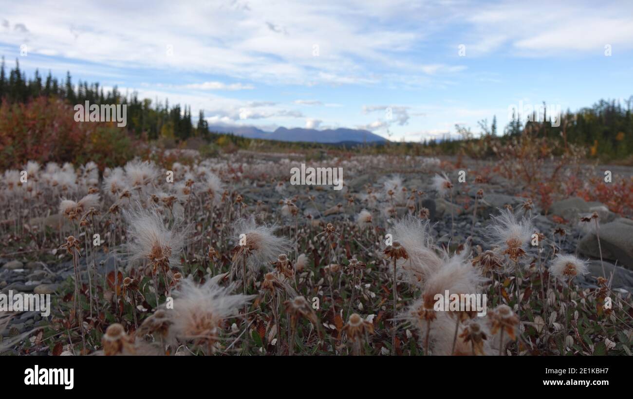 Alaska wallpaper hi-res stock photography and images - Alamy