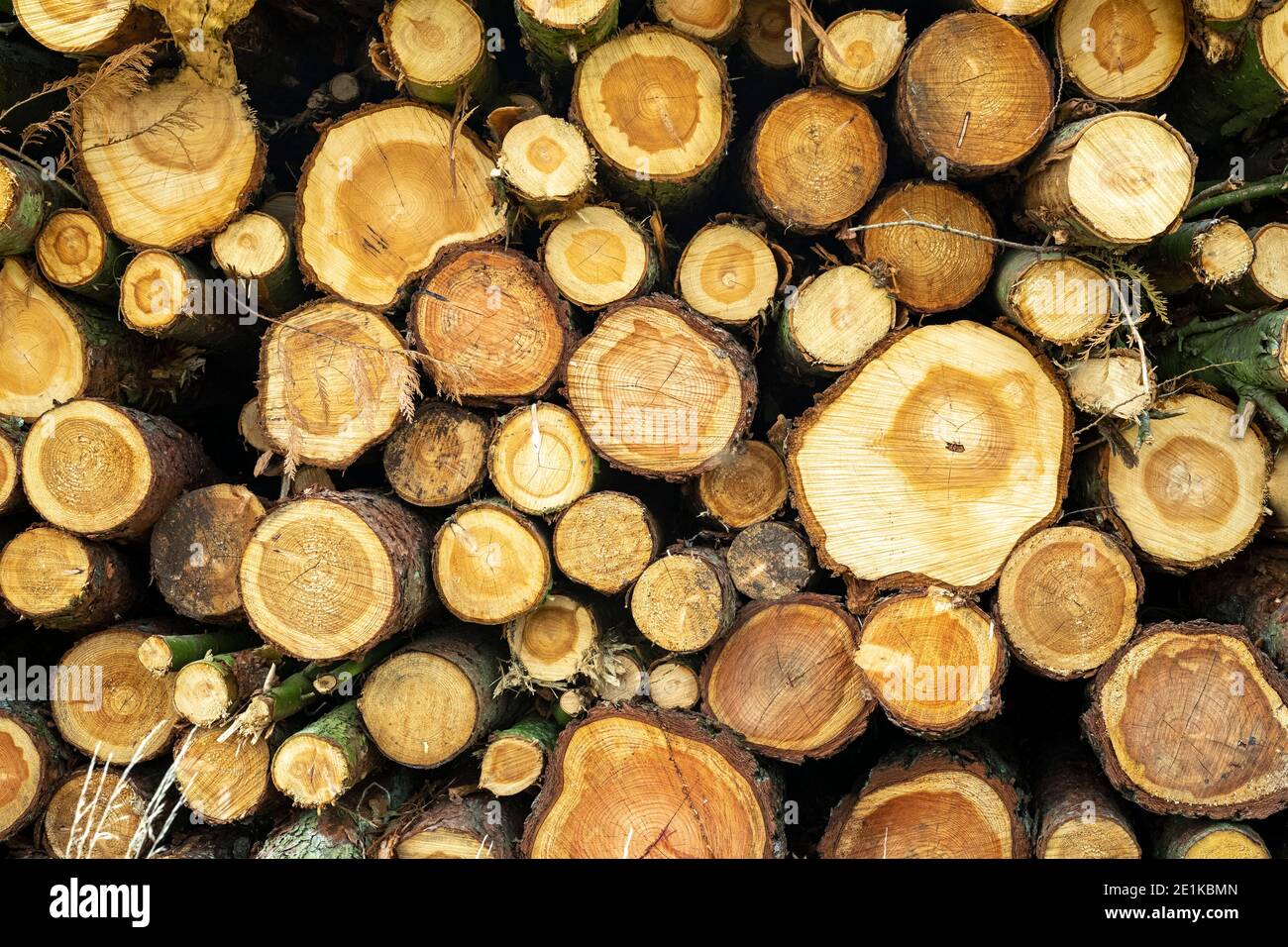 Log pile freshly sawn timber of chopped branches, England, UK Stock ...