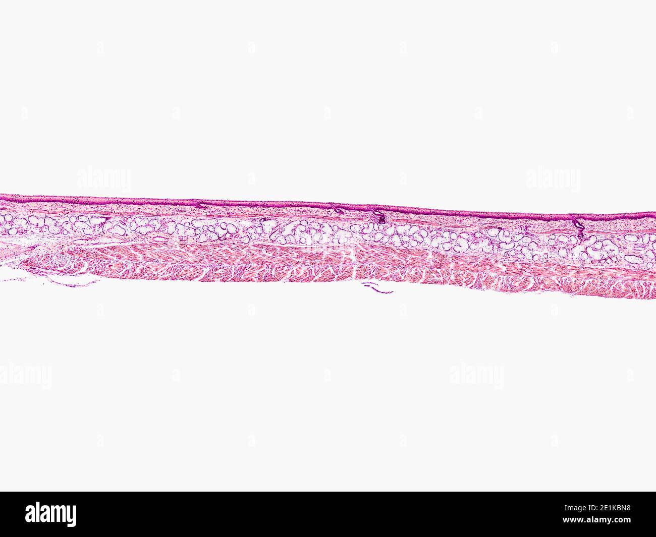 cross section cut of human body cells under a scientific microscope ...