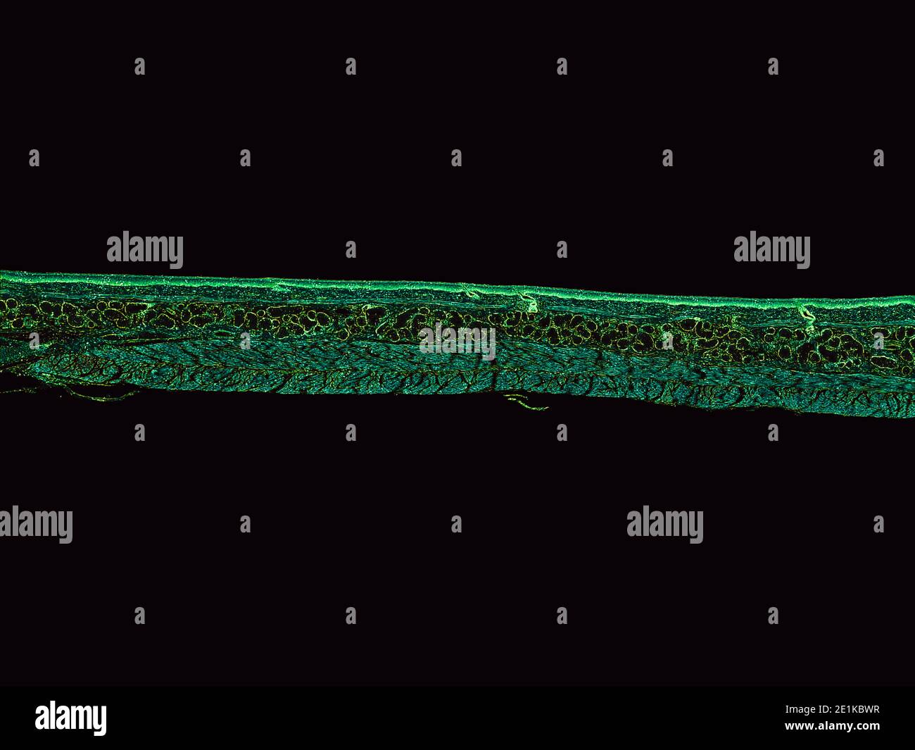 cross section cut of human body cells under a scientific microscope ...